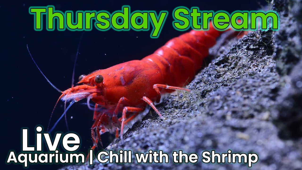 Discover the Calming Power of Aquarium Shrimp Tanks | Live Aquarium #53 ...