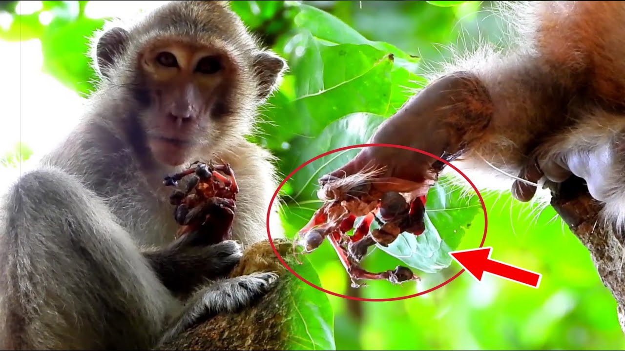 Full Sad Clip.😥.Breaking Heart Poor Monkey Paralysis Leg Injury Try To ...