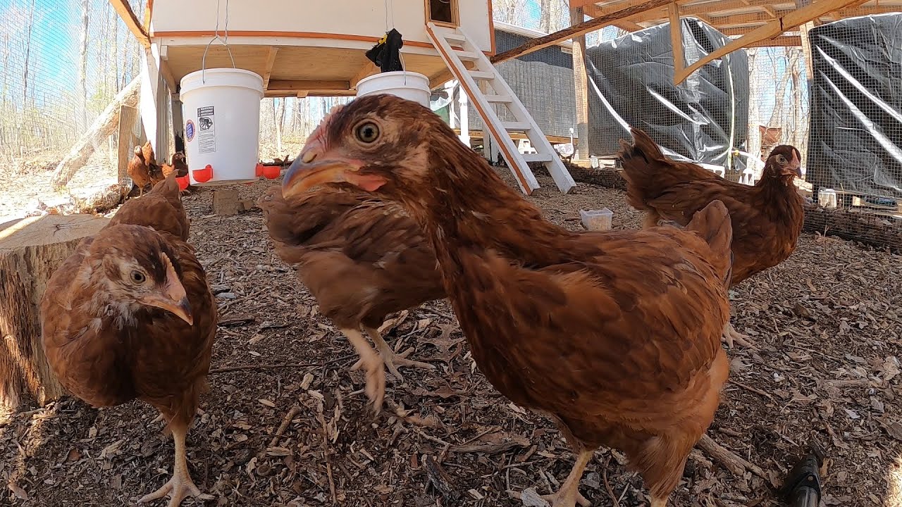 8 Week Old Chicks Out In the Run - YouTube