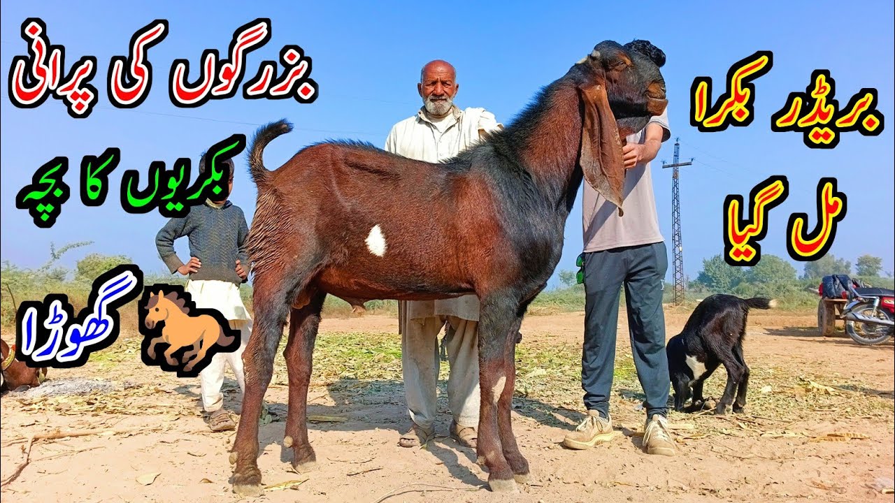 Ghoraa Aur Naag From Oldest Bloodline - Breader Bucks - YouTube