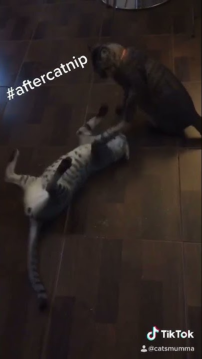 After Catnip :) - YouTube