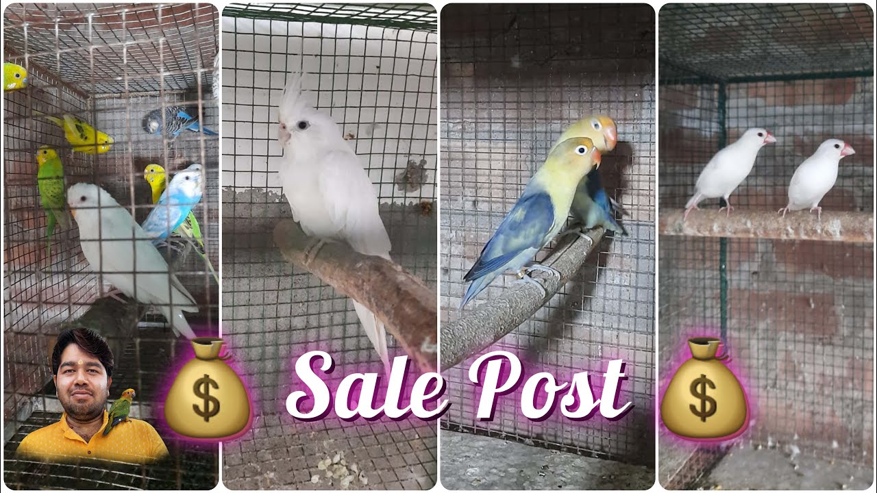LOVE BIRD, COCKTAIL, JAVA AND BUDGIE BIRDS FOR SALE || #cocktail # ...