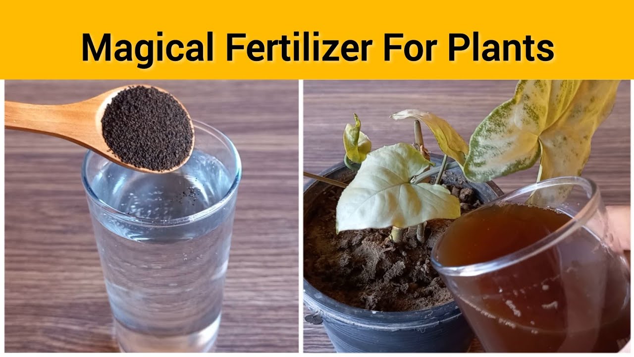 Tea Leaves Fertilizer For Plants | Best Organic Liquid Fertilizer For ...