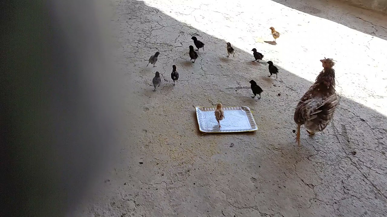 Angry Mother Hen attacks - YouTube