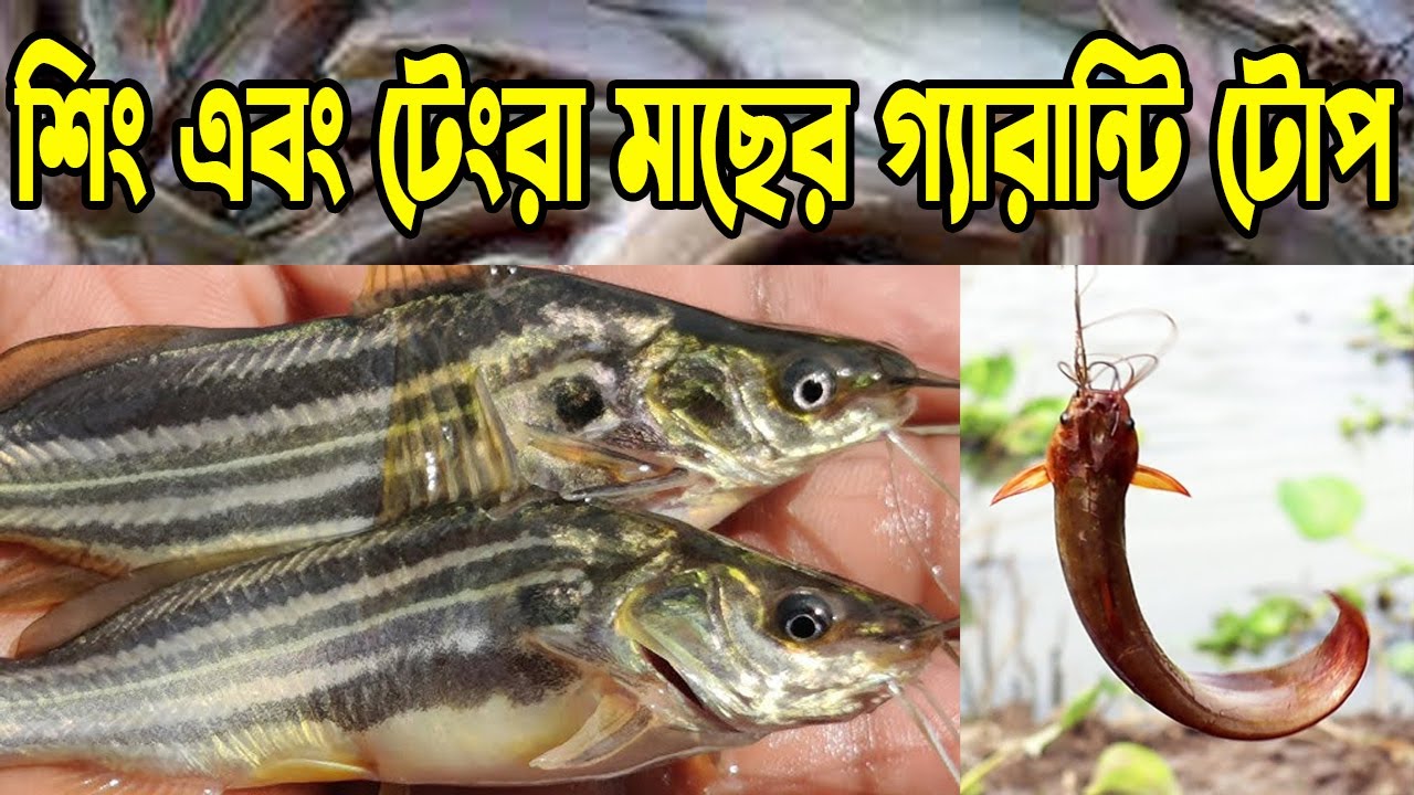 শিং এবং টেংরা মাছের গ্যারান্টি টোপ || Shing Tengra Fish Guarantee Topa ...