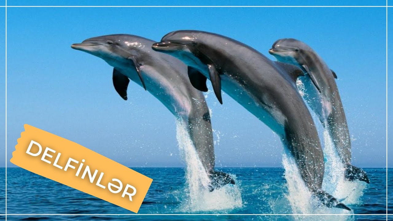 DELFİNLƏR HAQQINDA BİLMƏDİKLƏRİNİZ - YouTube