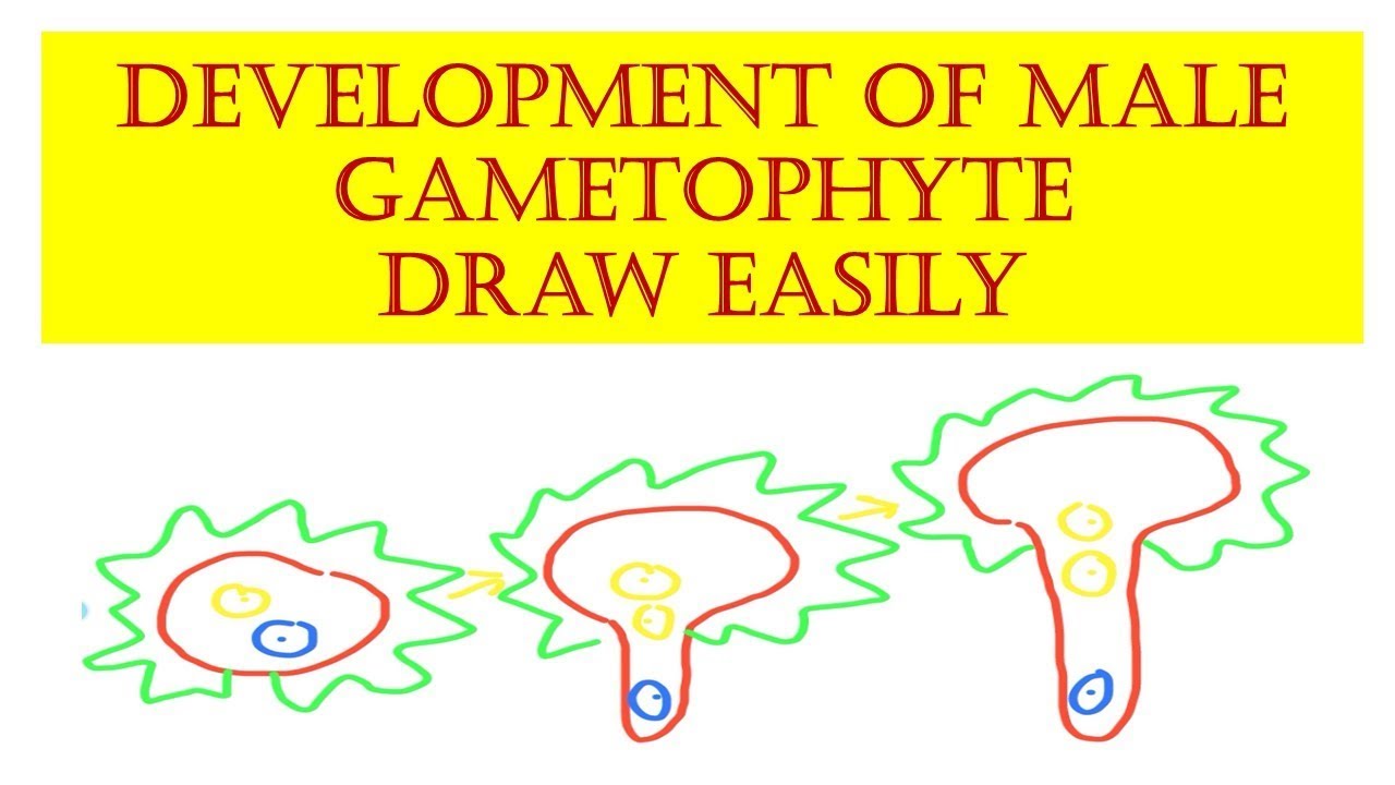 Development of male gametophyte draw easily - YouTube