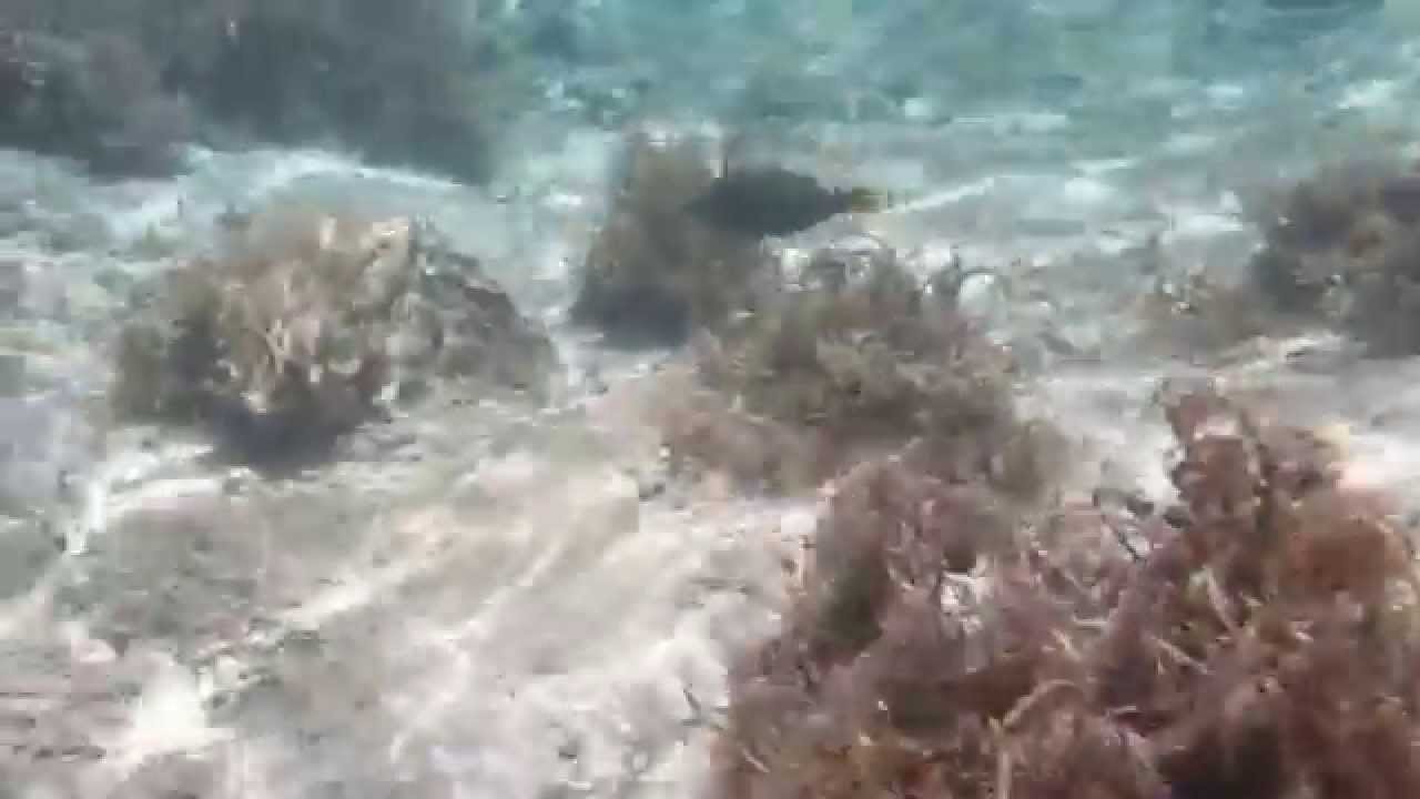 Tang while snorkeling in Fiji - YouTube