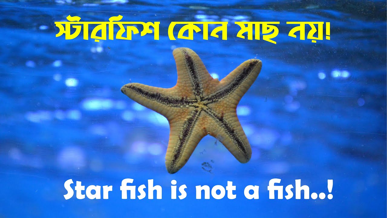 স্টারফিশ কোন মাছ নয়!! Starfish is not a FISH! - YouTube