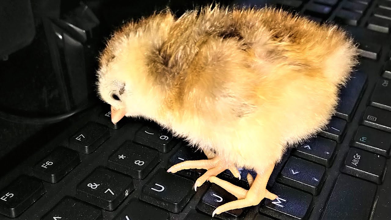 Baby Chick Eating my Keyboard #shorts - YouTube