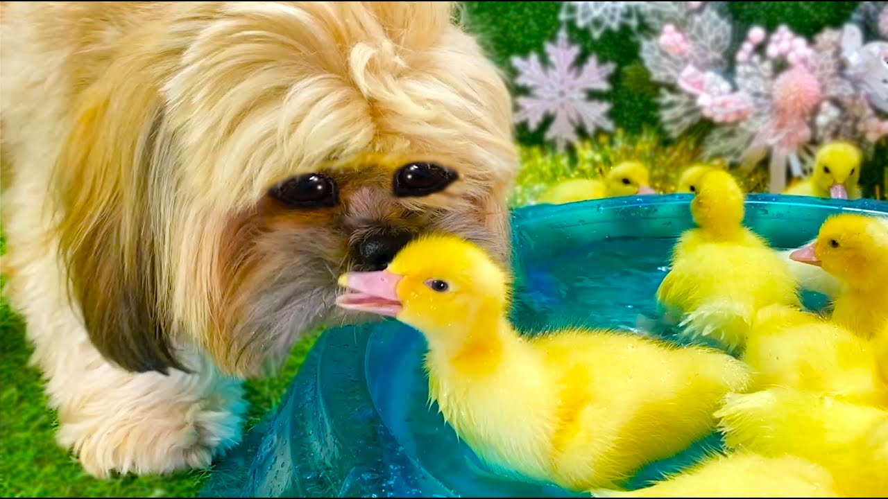 Funny Dog and ducklings - YouTube