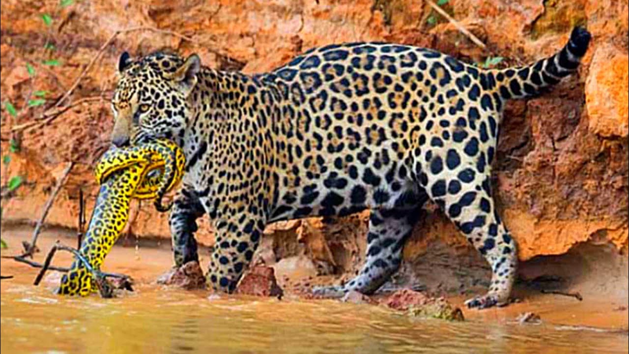 Anaconda Vs Jaguar | Python vs Black Panther | Wild Animal Documentary - YouTube