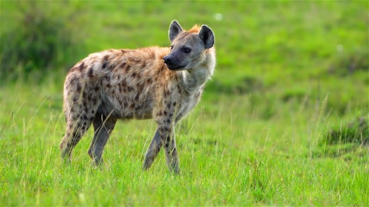 5 Astonishing Facts About Hyenas That Will Blow Your Mind! - YouTube