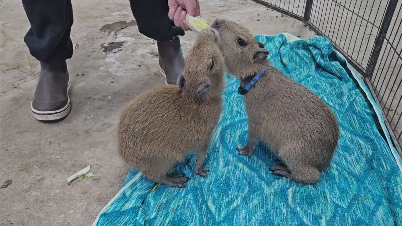 Baby Capybaras Petting Zoo Encounter 😍 - YouTube
