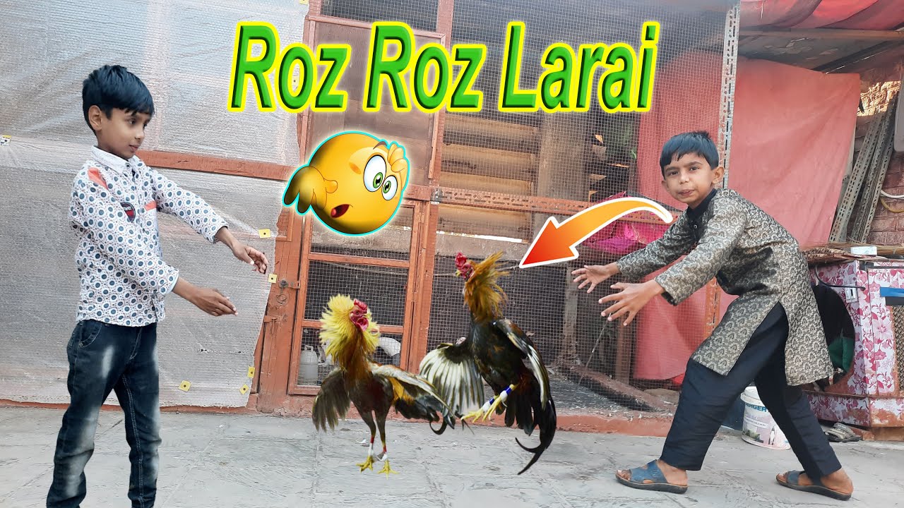 Roz Roz ke larai se tang aa gaya 😢😭😞 | Aseel murga - YouTube