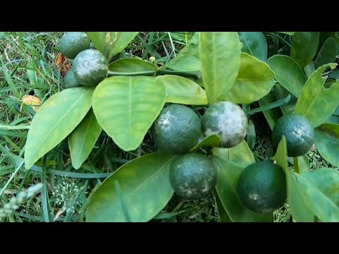 Pano magparami Ng Puno Ng Kalamansi at pano ito magkakaron Ng madaming ...