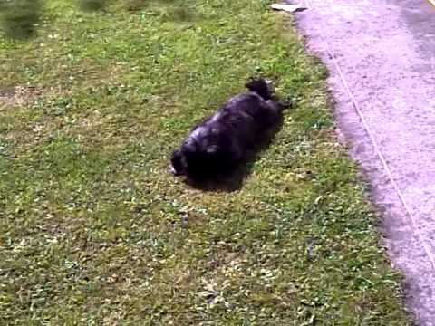Izzy chasing a spider in the grass~VID-20110820-00005 - YouTube