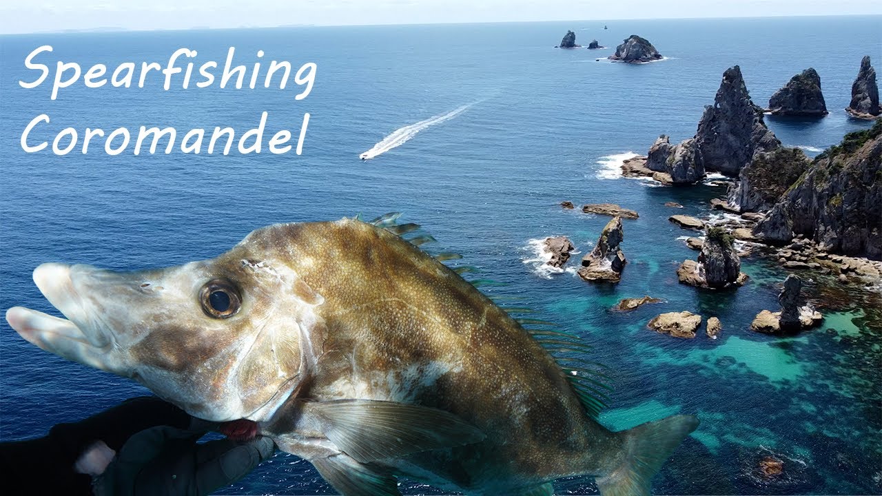 Spearfishing Coromandel | The Giant Boarfish - YouTube