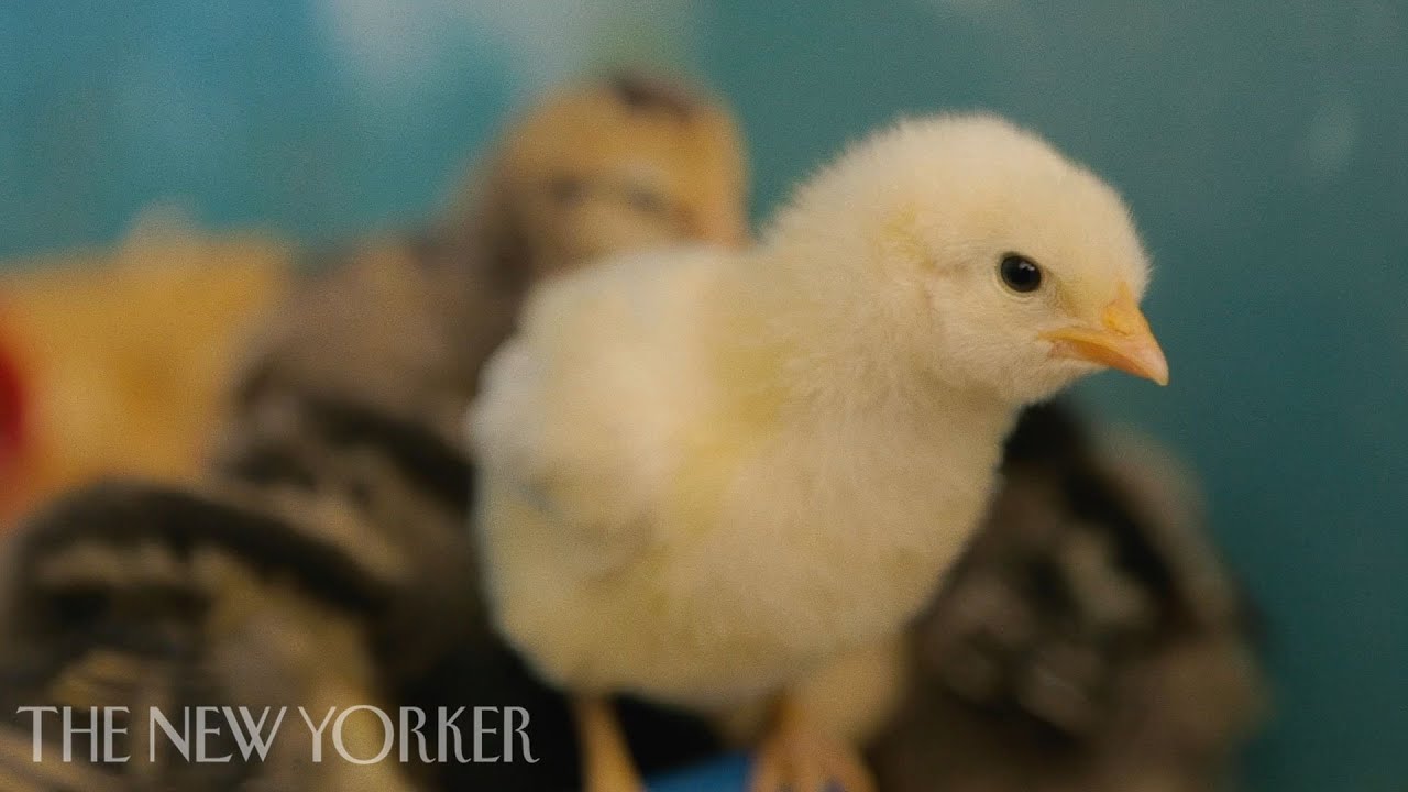 The Internet’s Guide to Starting a Farm | Chicken Stories | The New ...