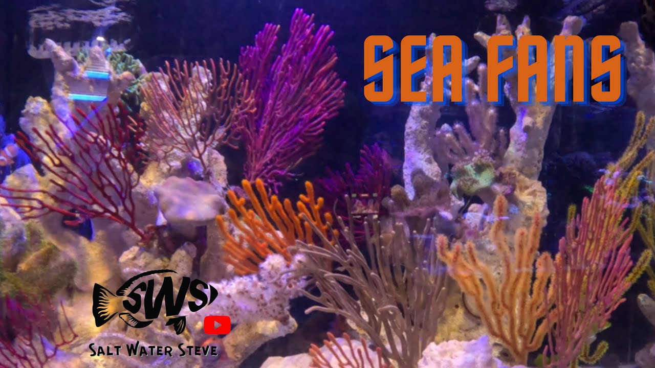 SEA FAN 🪸 Display 😍 BUYING Sea Fans for the POND 🤙🏽 - YouTube