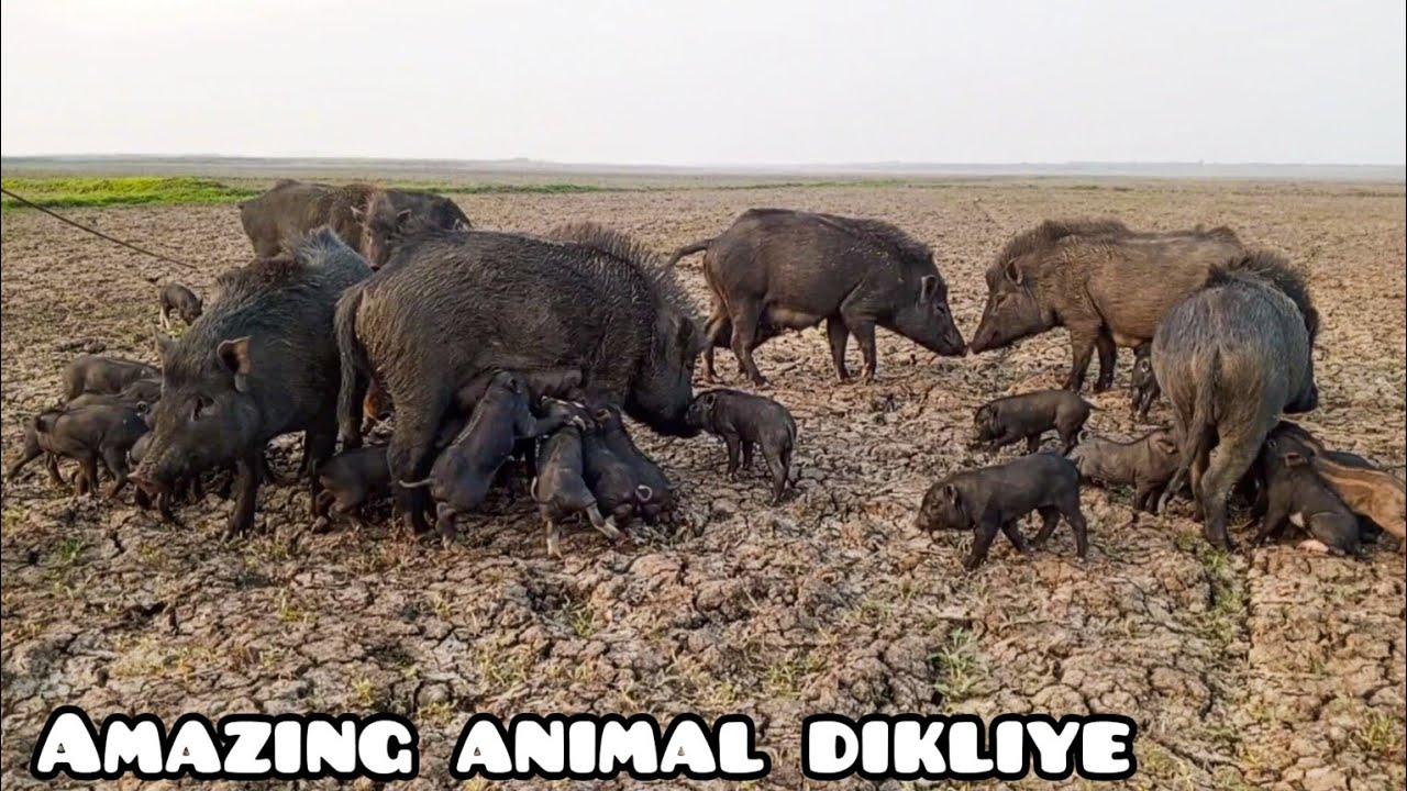 awesome animals moment || pig family video || bangoli village sukor ...