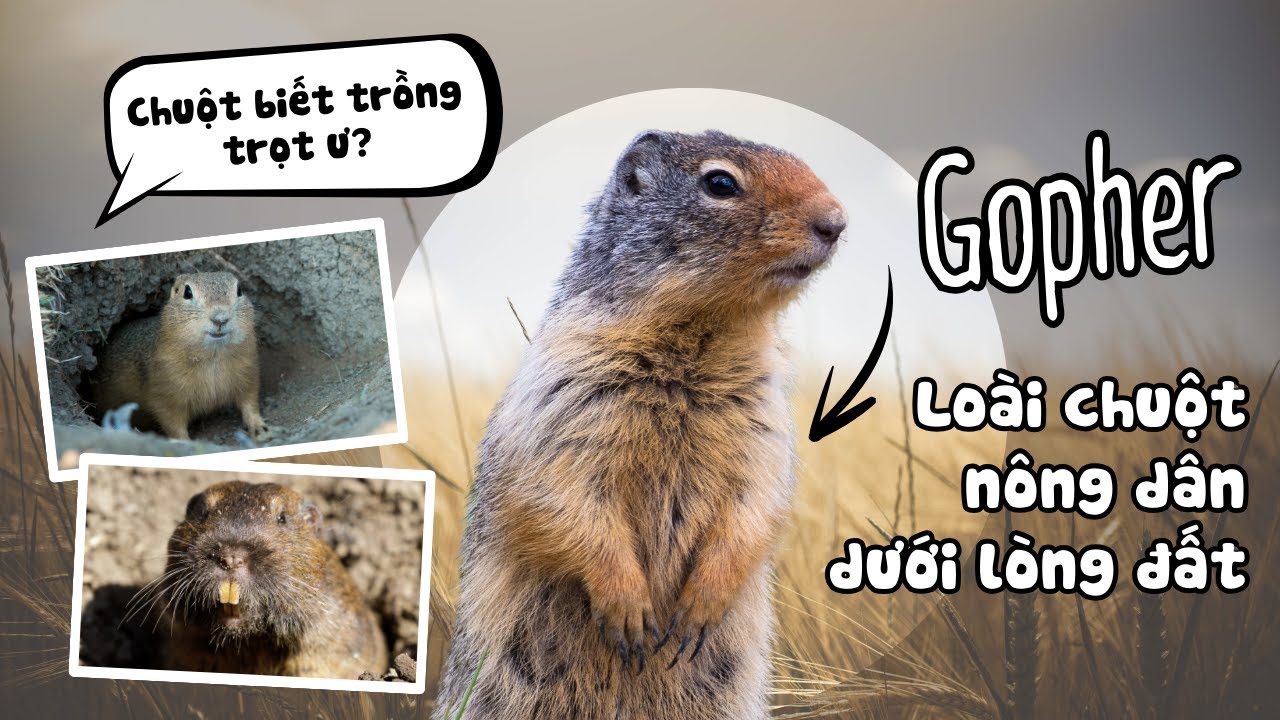 Chuột Biết Trồng Trọt Ư? Sự Thật Gây Sốc Về Loài Chuột Nông Dân Gopher ...