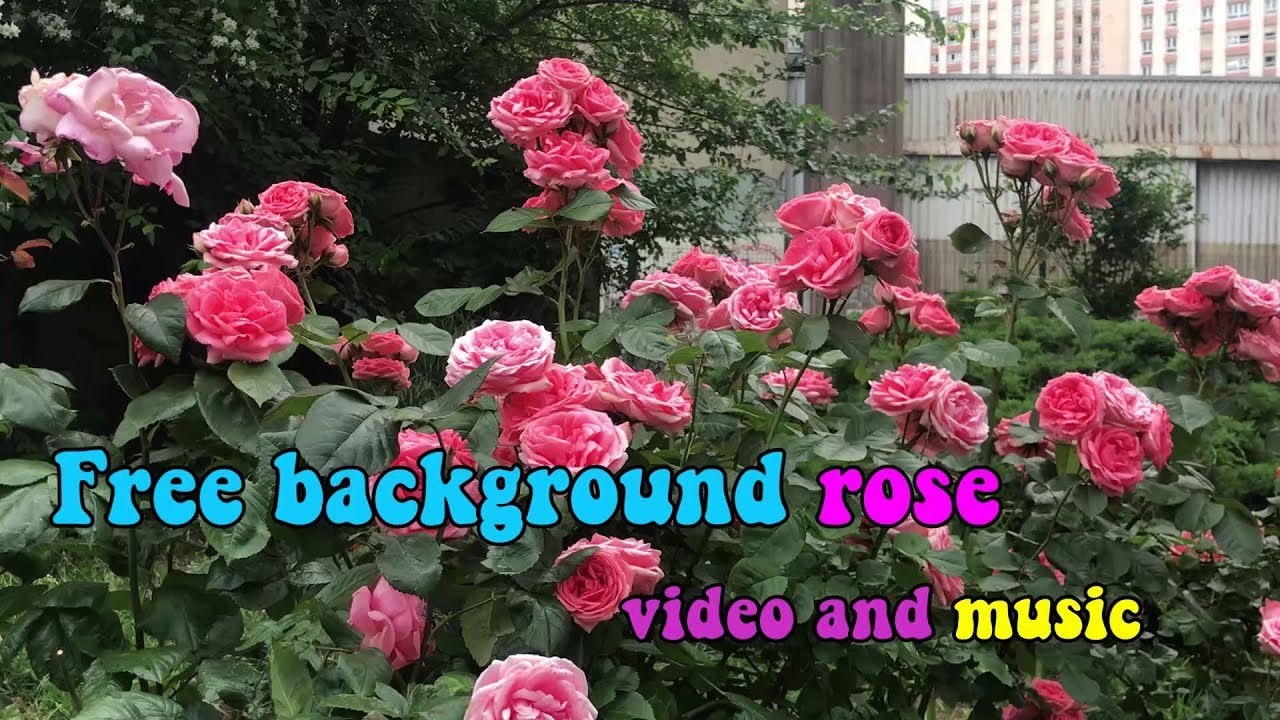 Free background rose video and music - YouTube