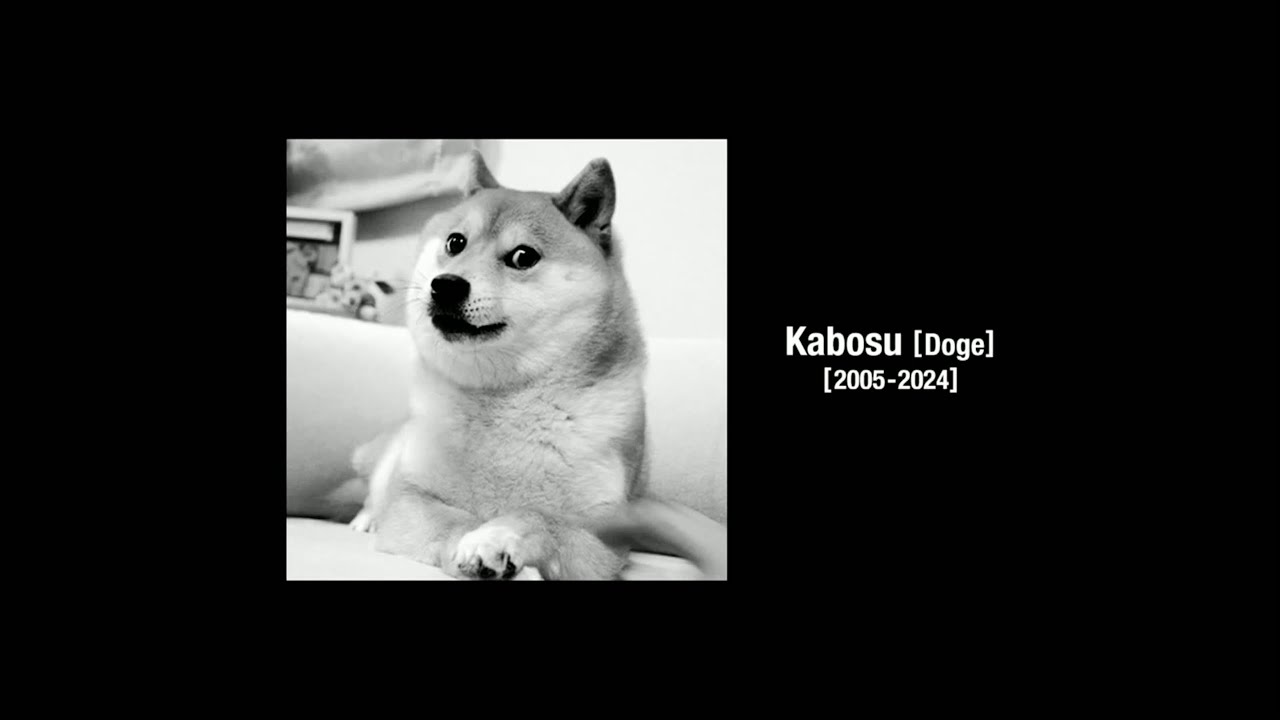 [adult swim] - Doge Memorial Bump - YouTube