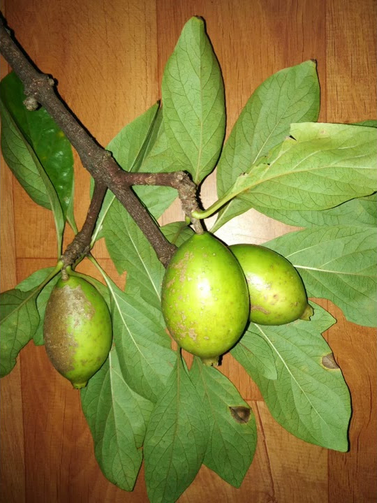 Monfol / Mainphal/ Randia spinosa - YouTube