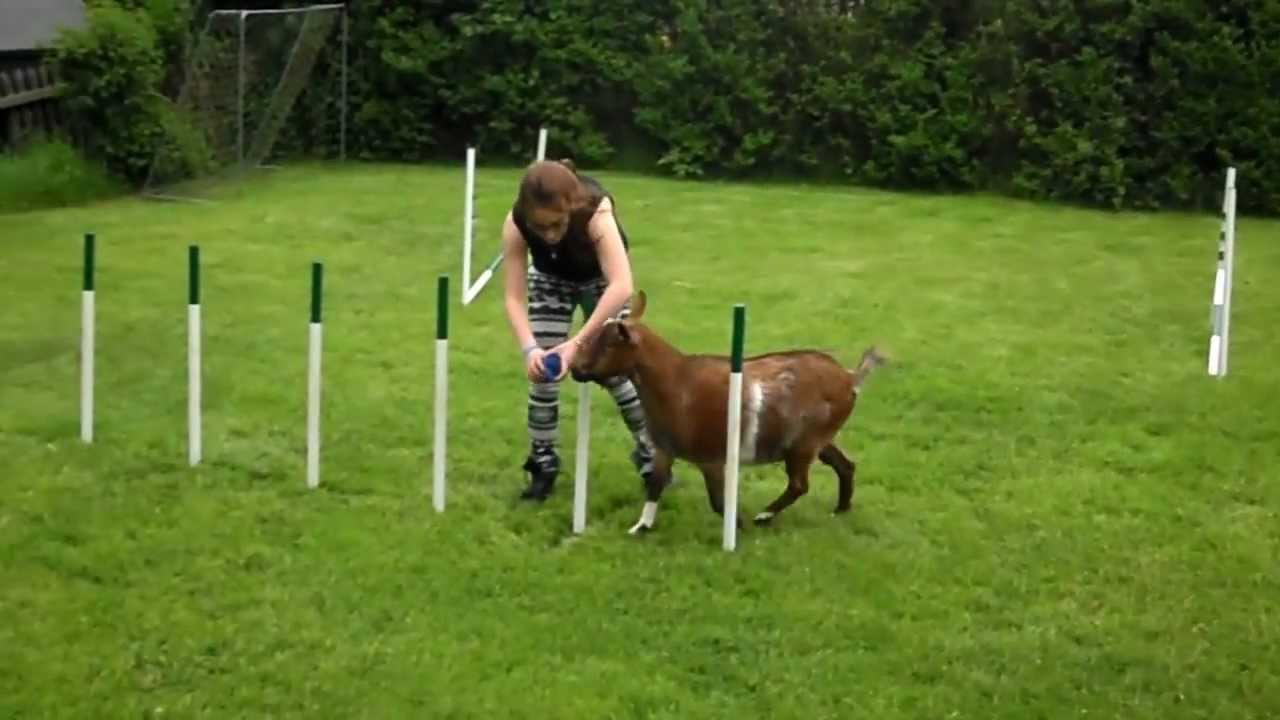 Goat Agility #2 - YouTube