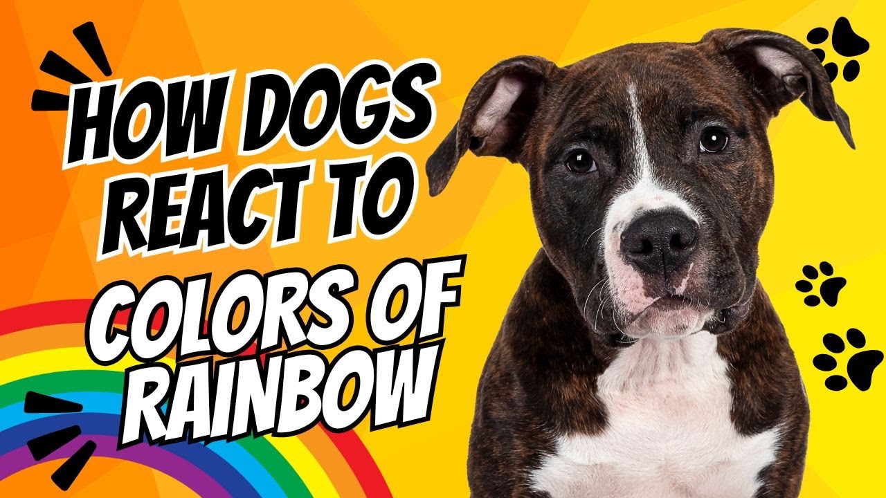 How Dogs React to the Different Colors of Rainbow 🌈🐶 - YouTube