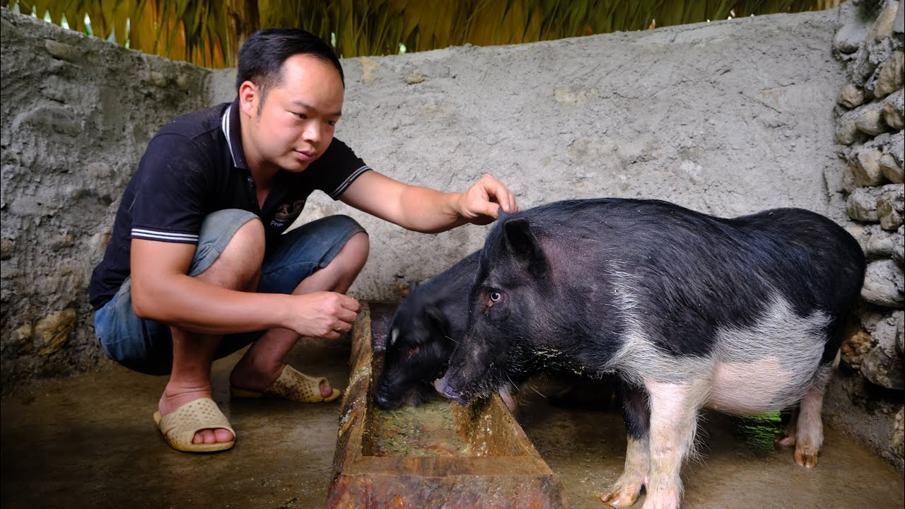 PRIMITIVE SKILLS; Duong's care and Domesticate the ferocious PIG - YouTube
