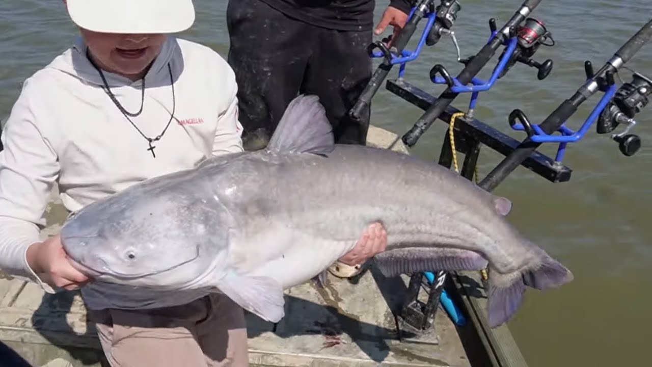 HE CAUGHT THE BIGGEST CATFISH OF HIS LIFE‼️ BLUE CATFISHING | LIVE BAIT ...
