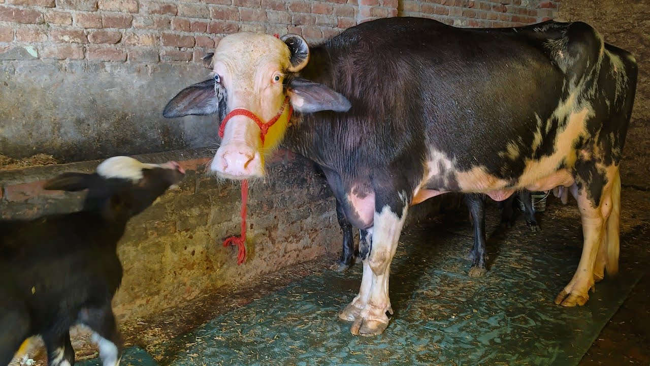 December 12, 2024)ਰਾਜੂ ਆਗਿਆ ਦੋ ਝੋਟੀਆਂ ਤਾਜ਼ੀਆਂ ਸੂਈਆਂ ਨੀਲੀ ਰਾਵੀ ਨਸਲ ਦੀਆਂ ...