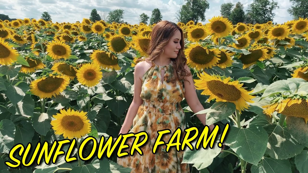 DIXIE ORCHARDS SUNFLOWER FARM | CORN MAZE | ONTARIO - YouTube