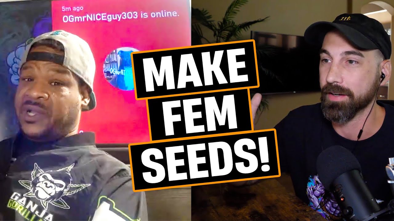 Plant Breeding: How To Create Feminized Seeds! - YouTube