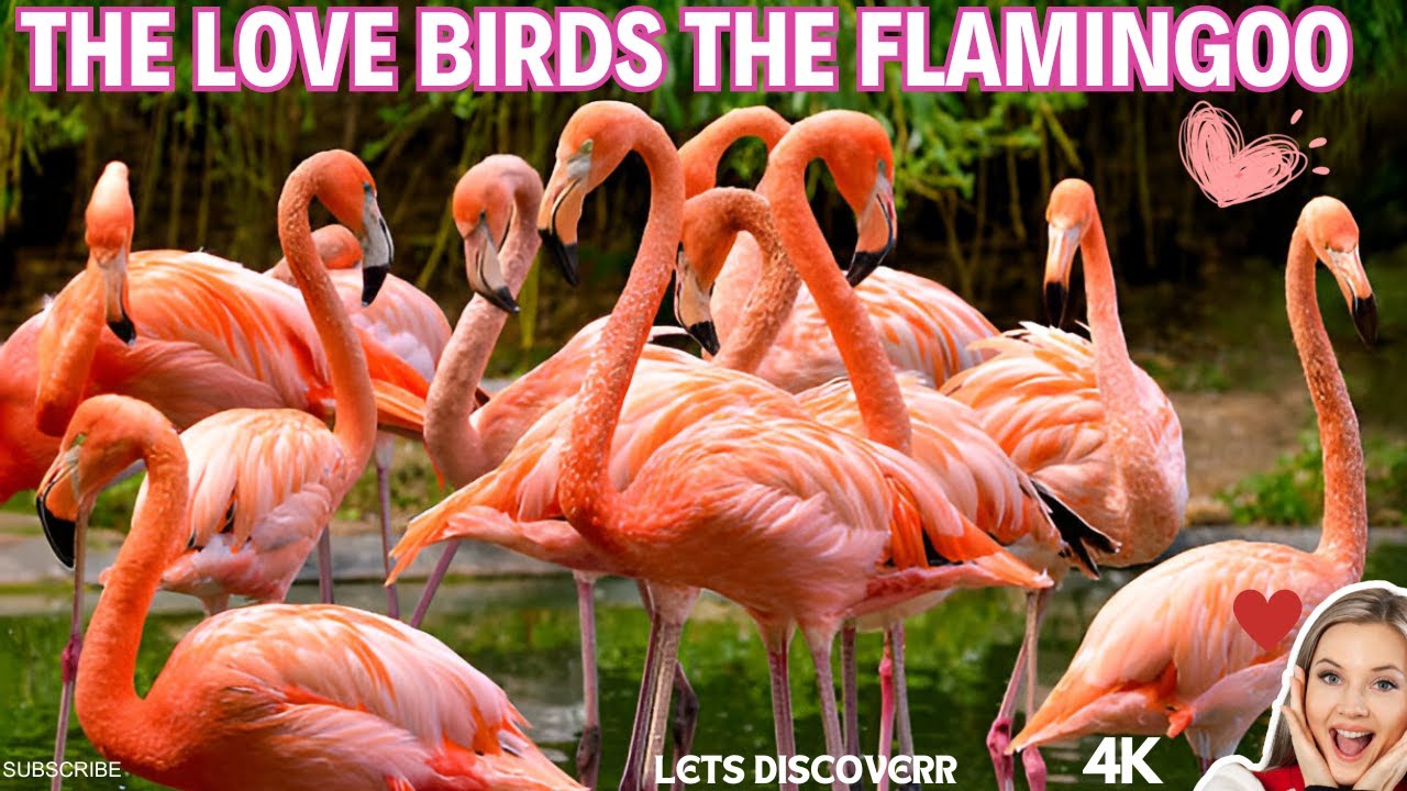 Captivating Flamingo Facts: Discover the Secrets, Habitats, and Unique ...