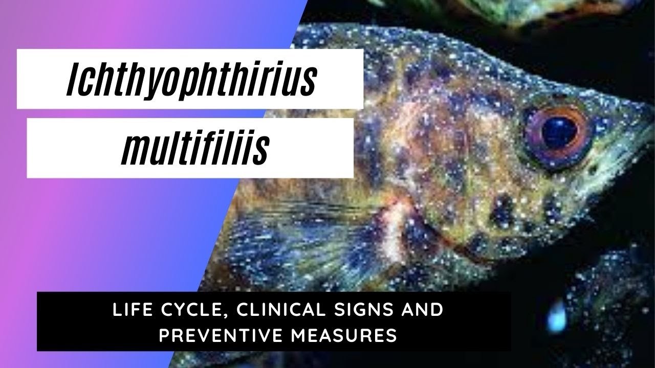 Ichthyophthirius multifiliis- Life cycle, clinical signs and preventive ...