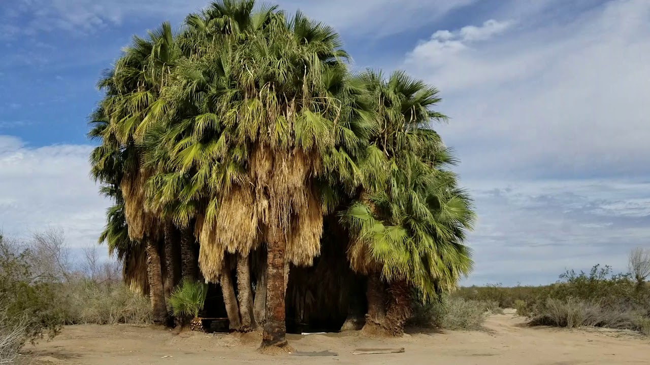 4. 5 palms hot springs - YouTube