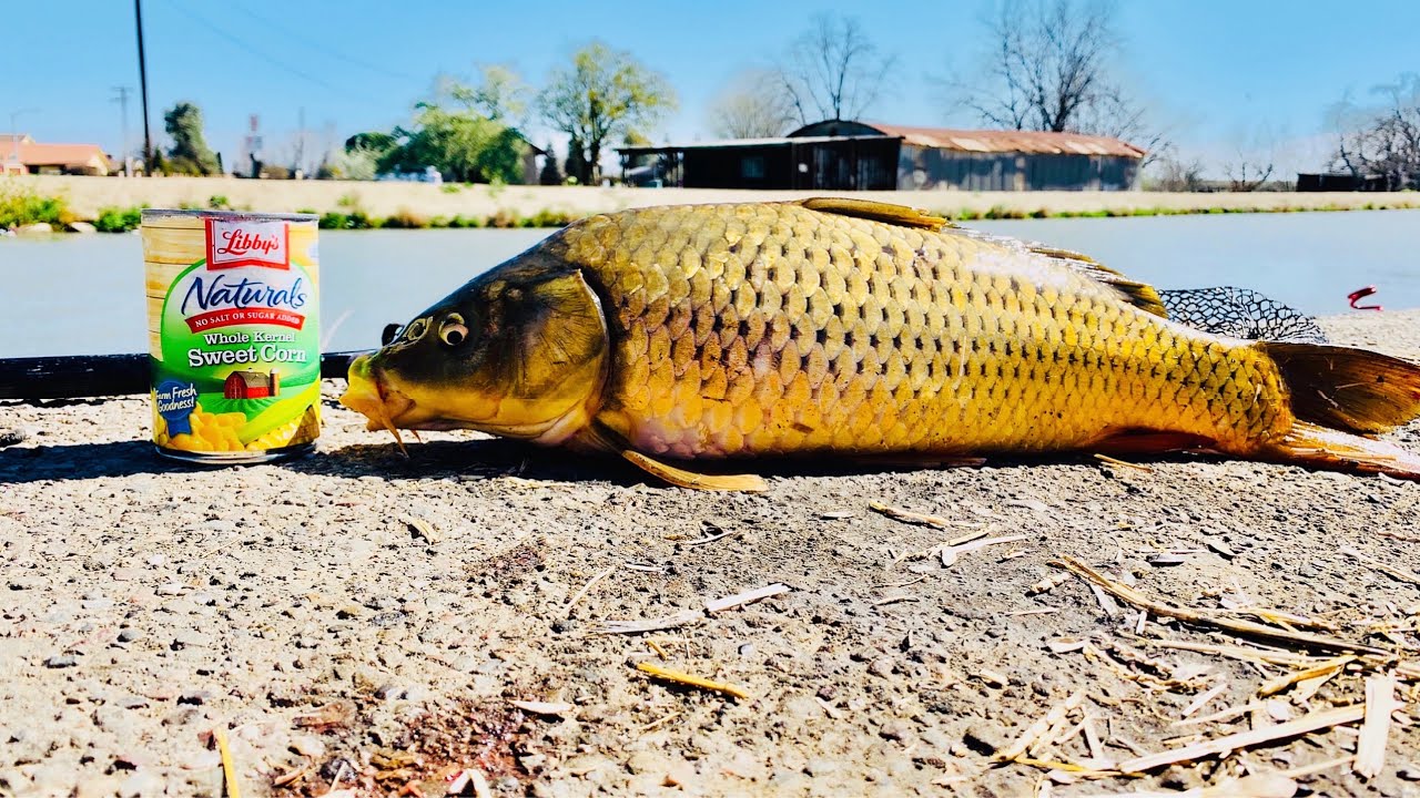 FISHING FOR CARP WITH CANNED CORN! (Cooking breakfast on truck) Ep.#28 ...