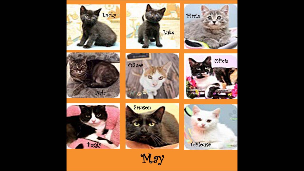 Tigerlily Cat Rescue Year End - YouTube