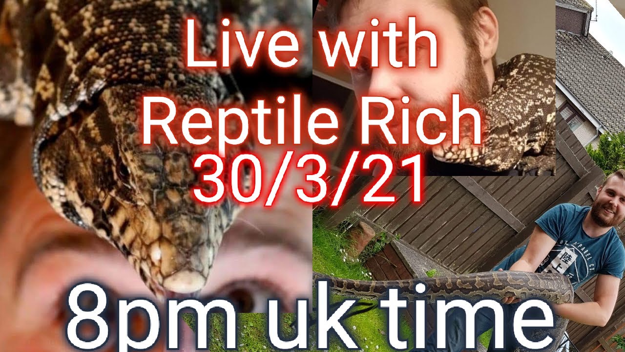 Live with Reptile Rich #reptilelive #reptileshow #reptile - YouTube