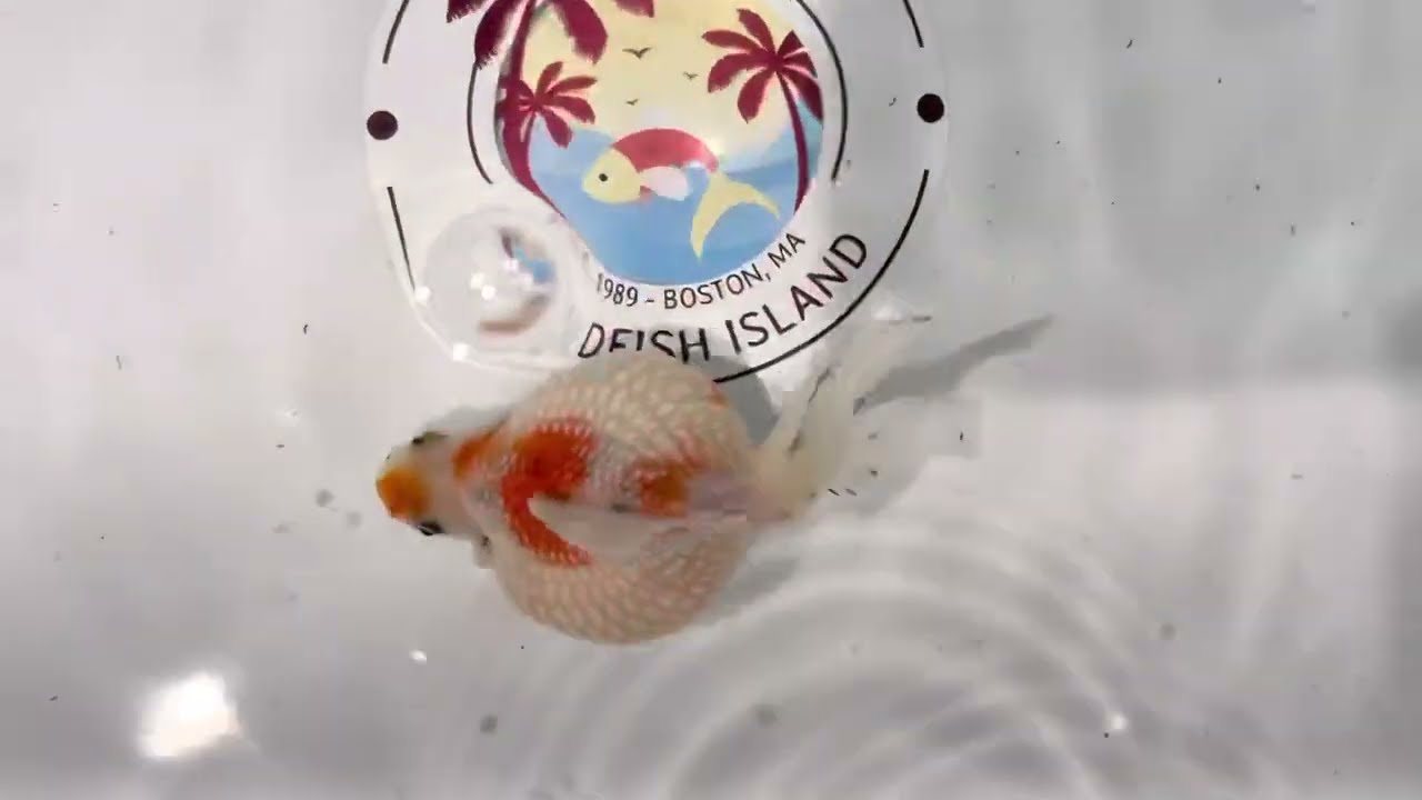 Goldfish Island SKU 0103GB00RW335TC5F2 - YouTube