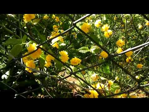 sarı çiçekler-çiçek videosu-çiçek videoları