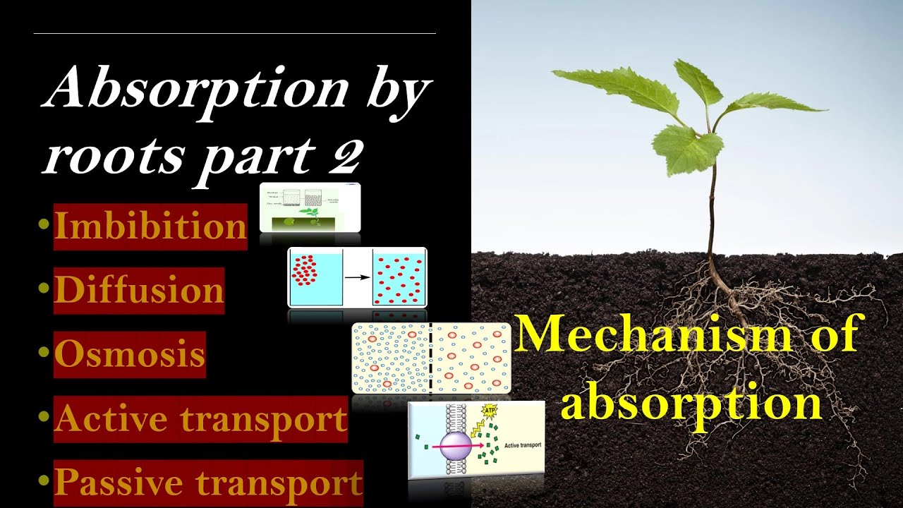MECHANISM OF ABSORPTION BY ROOTS/IMBIBITION/DIFFUSION/OSMOSIS/ACTIVE ...