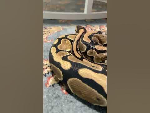 My Snakey #song #music #Snake #pretty - YouTube