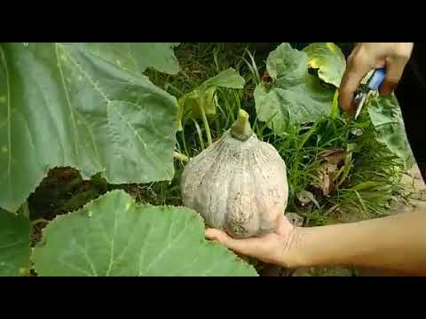 Riped Pumpkin Sound - YouTube