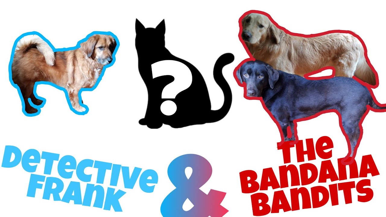 Detective Frank - Frank and Friends - YouTube