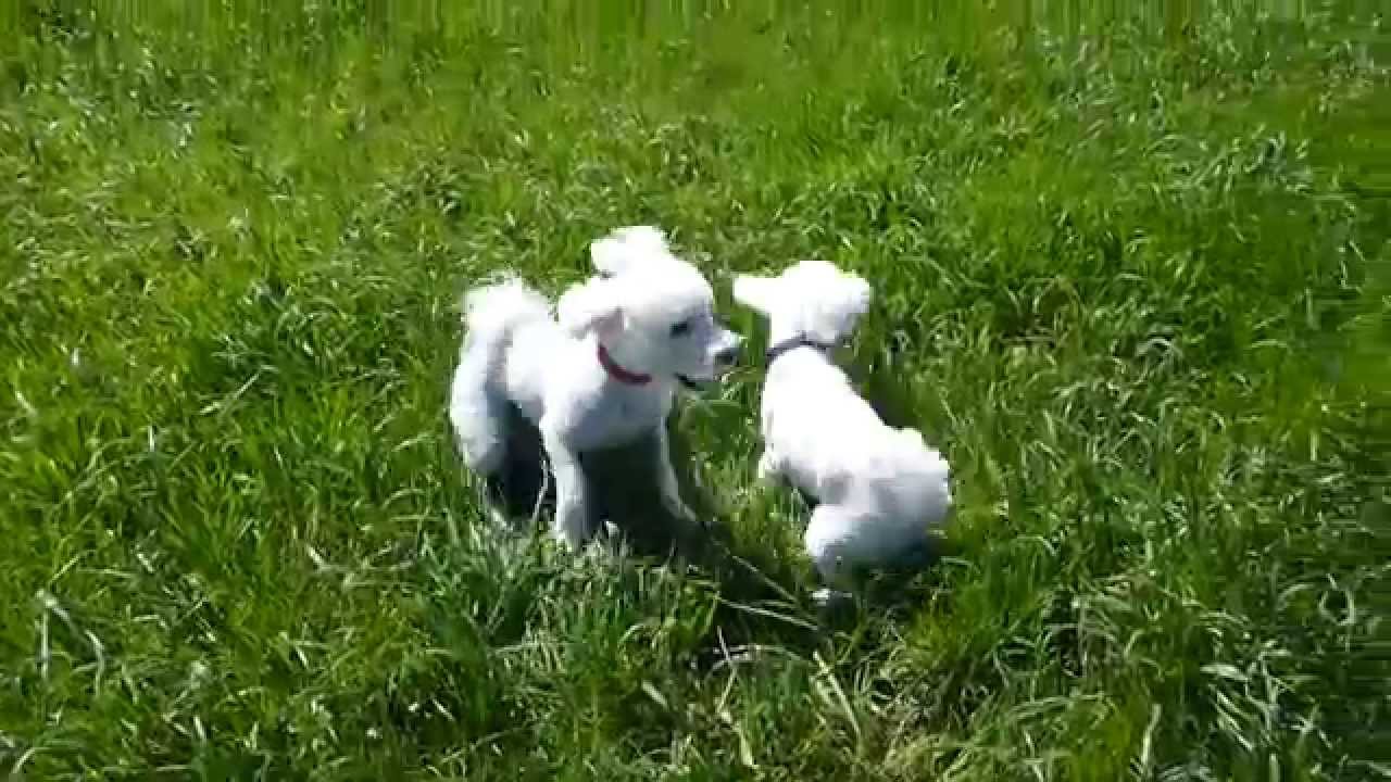 Bichons Frises Playing in the Park - YouTube