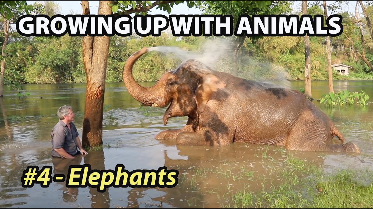Growing Up with Animals #4 "Elephants" - YouTube